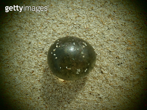 Valonia ventricosa algae, also known as bubble algae or sailor's ...