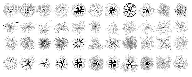 Trees and plants top view. Icon set of uncolored trees and grass for ...