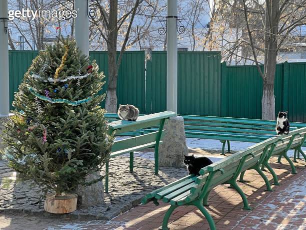Three cats are sitting on benches around the Christmas tree 이미지 ...