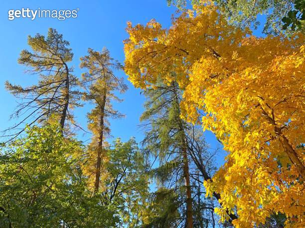 Autumn trees in the forest. Shagbark hickory, larch, coniferous trees ...