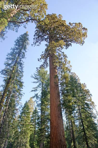 Giant sequoia tree in Yellowstone National Park, USA (1369763817) - 게티이미지뱅크