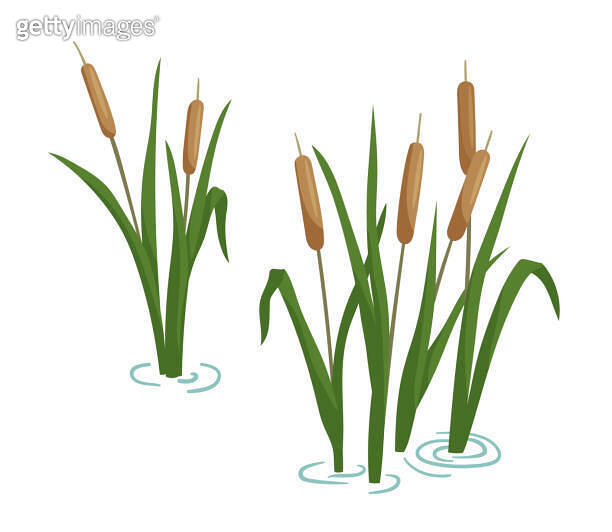 Reed in pond set. Vector cartoon illustration isolated on white. Plants ...