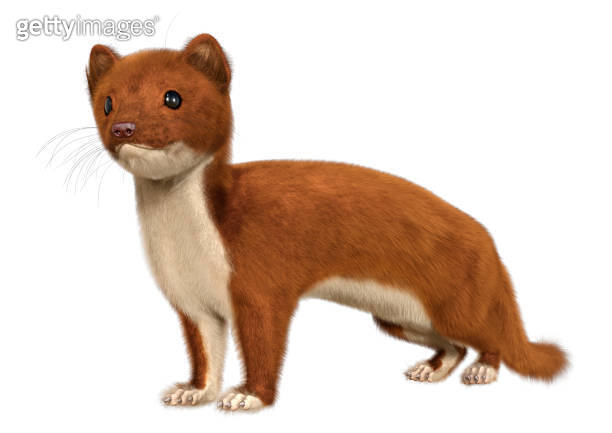 3D Rendering Weasel on White 이미지 (1409891174) - 게티이미지뱅크