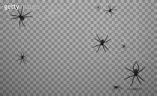 Many black spiders with web vector realistic illustration. Dangerous ...