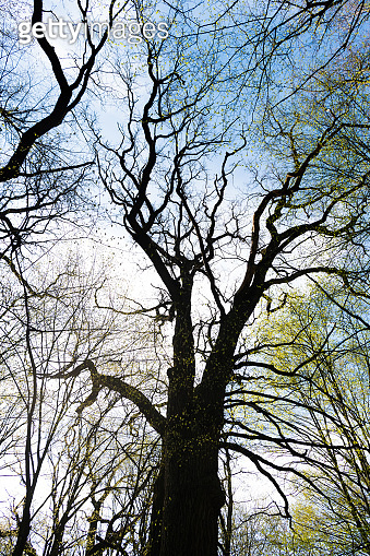 Deciduous treetops in spring forest against sky upward view, tree ...