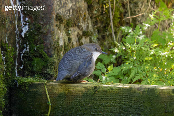 water ouzel or dipper or Cinclus cinclus young bird sitting 이미지 ...