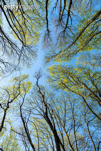 Deciduous spring forest upward view against sky, treetops 이미지 ...