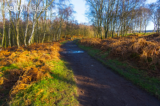 Wide muddy path on the edge of a woodland curves towards a closed gate ...