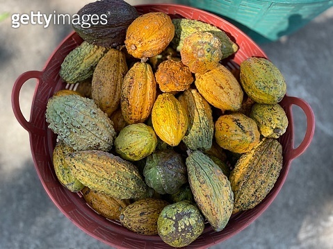 Ripe cocoa after harvest in garden 이미지 (1438622864) - 게티이미지뱅크