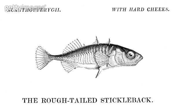 Rough-Tailed Stickleback Fish 이미지 (1369391082) - 게티이미지뱅크