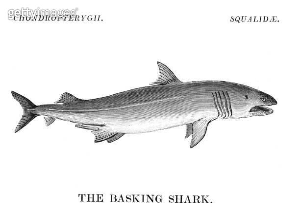 Basking Shark 이미지 (1372656820) - 게티이미지뱅크