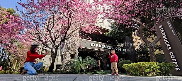 Starbucks in linko, New Taipei City, Taiwan during springtime with full ...