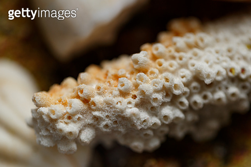 Coral fossil closeup photo on sea sand. Macrophotography. Marine animal ...
