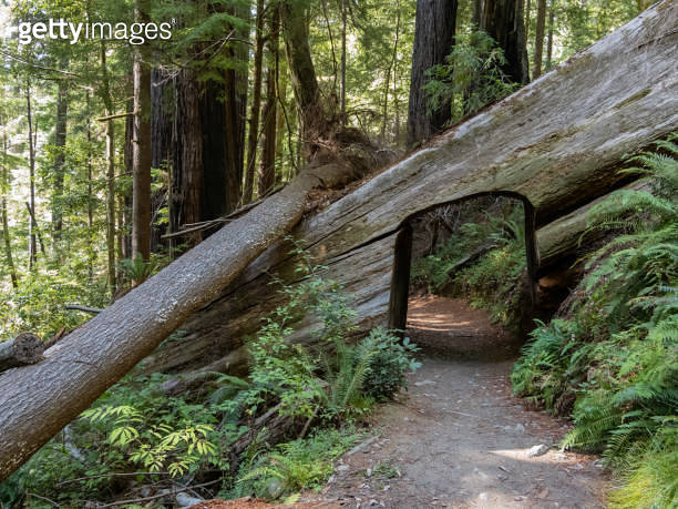 Redwood Log Tunnel Hiking Trail 이미지 (1371841192) - 게티이미지뱅크