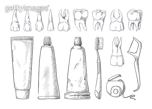 Dental hygiene sketch. Hand drawn human teeth types with toothbrush and ...