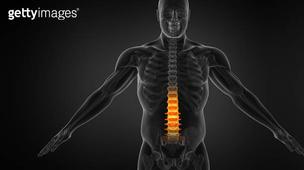 Anatomy of Human Spine. Lower back pain and human backache (1392075647 ...