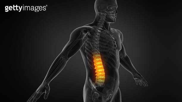 Anatomy of Human Spine. Lower back pain and human backache. Seamless ...