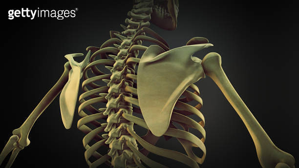 Human skeleton Scapula Bone Anatomy 이미지 (1397656242) - 게티이미지뱅크