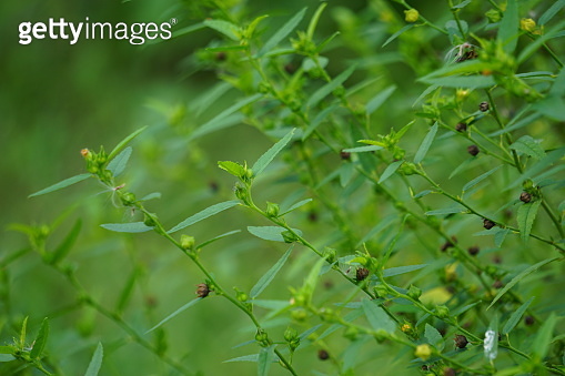 Sida acuta (aslo called common wireweed, sidaguri,sidogori) with ...