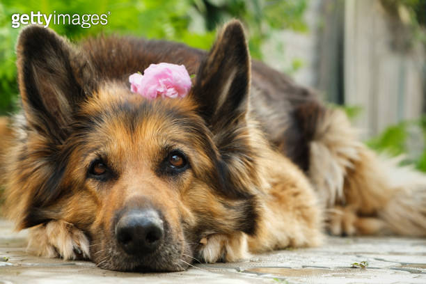 Portrait of a German Shepherd dog with rose flower behind her ear lying ...