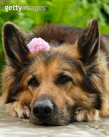Close up portrait of a German Shepherd dog with rose flower behind her ...