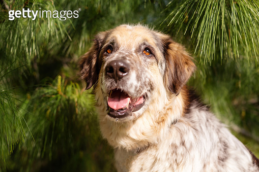 Big fluffy mixed breed dog portrait 이미지 (1419865402) - 게티이미지뱅크