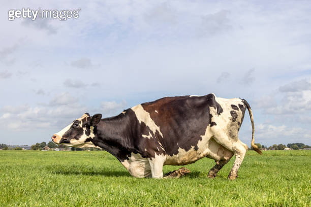 Kneeling cow or rising up cow, knees in the grass, black and white ...