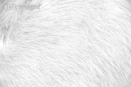 White grey fur cat texture abstract for background , natural animal ...