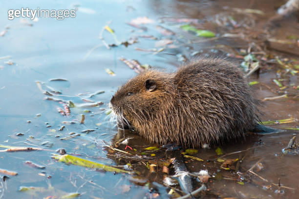 Nutria, coypu herbivorous, semiaquatic rodent member of the family ...