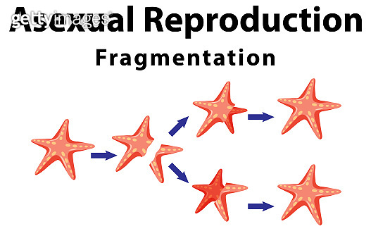Asexual reproduction fragmentation with starfish (1387003051) 일러스트, 무료 ...