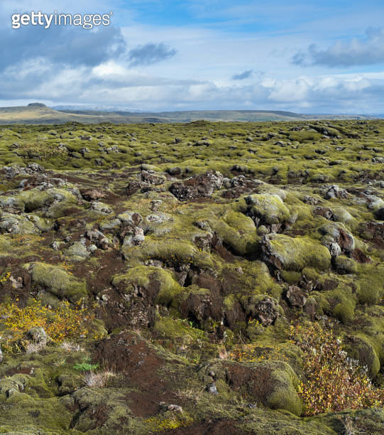 Scenic autumn green lava fields near Fjadrargljufur Canyon in Iceland ...