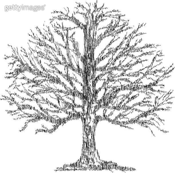 Contour doodle drawing of deciduous old bare tree (1411012065) - 게티이미지뱅크