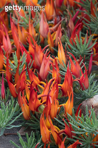 Lotus Red Flash ground cover plant in bloom (1365731561) - 게티이미지뱅크