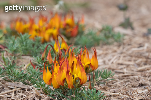 Lotus Gold Flash ground cover plant in bloom. (1365731548) - 게티이미지뱅크