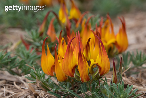 Lotus Gold Flash ground cover plant in bloom. (1365731544) - 게티이미지뱅크