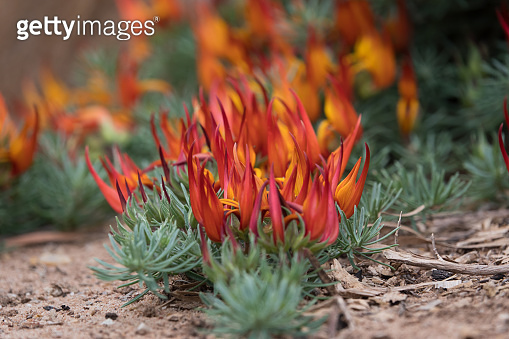 Lotus Red Flash ground cover plant in bloom 이미지 (1365731554) - 게티이미지뱅크