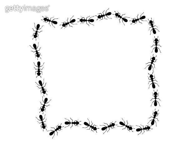 Black ants square border. Ants forming rectangular shape isolated in white background. Vector ...