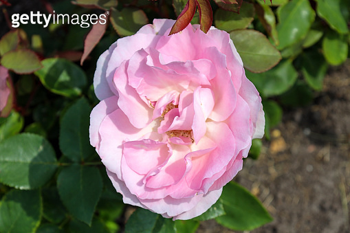 ´Beverly´ rose flower head at the Guldemondplantsoen Rosarium Boskoop ...