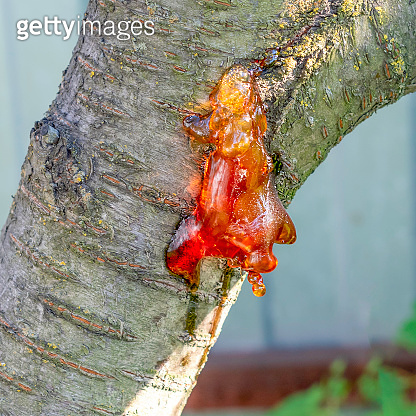 Gum on damaged bark of cherry tree. Gum treatment of stone trees ...