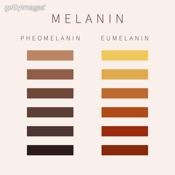 Melanin skin tone color palette scheme design (1439559631) 일러스트, 무료 ...