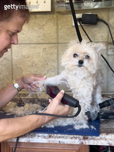 Designer dog getting groomed in mobile groomer truck 이미지 (1402292202 ...