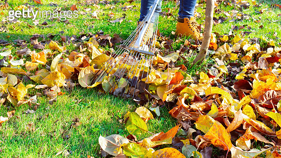 Raking fallen leaves with metal fan rakes. The gardener rakes the ...
