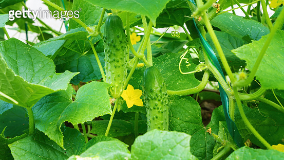 Gherkins grow on a trellis in a greenhouse. Cucumber flower close up ...