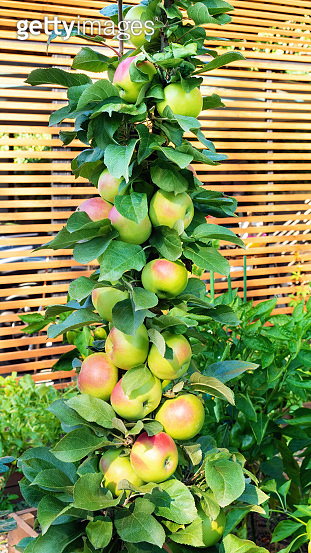 Columnar apple tree with fruits vertical photo on a background of ...