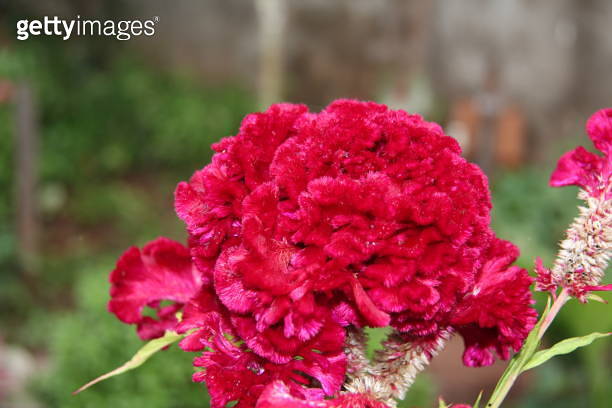 Large, velvety, purple cockscomb flower. Celosia cristata L ...