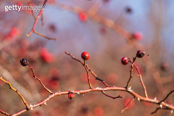 Rosehip bush on which are dry fruits. There are sharp thorns on the ...
