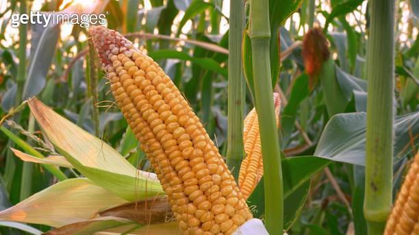Close-up of a field of corn with a ripe harvest. An ear of golden corn ...