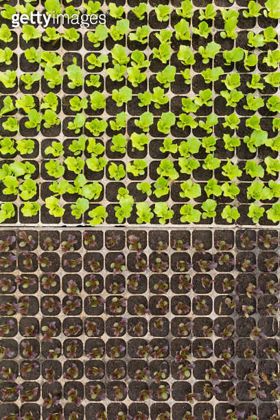 lettuce seedlings, green and purple, grow in cells, greenery texture ...