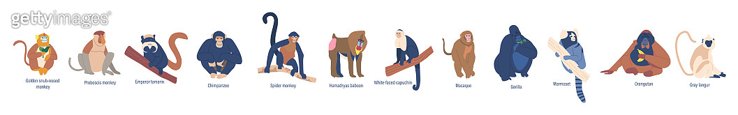 Set Monkey Golden Shub-nosed, Proboscis, Emperor Tamarin, Chimpanzee ...