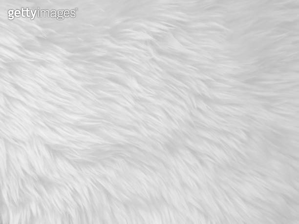 White clean wool texture background. light natural sheep wool. white ...
